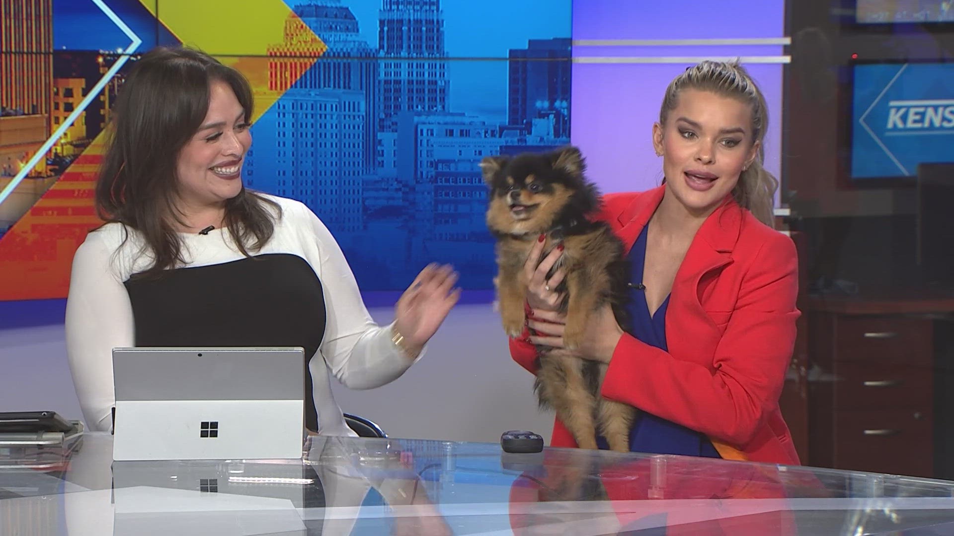 Pablo the Pomeranian reminds you to bring your pets inside during the ...