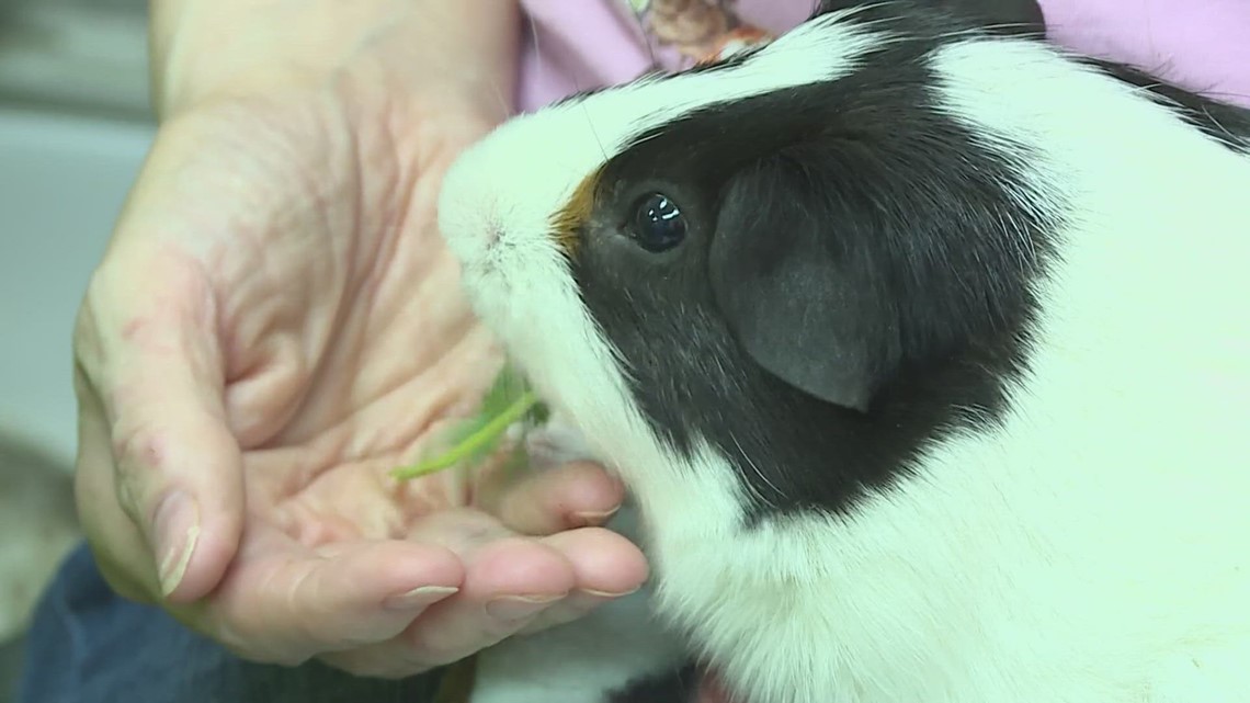 San Antonio nonprofit helps find homes for Guinea Pigs | kens5.com