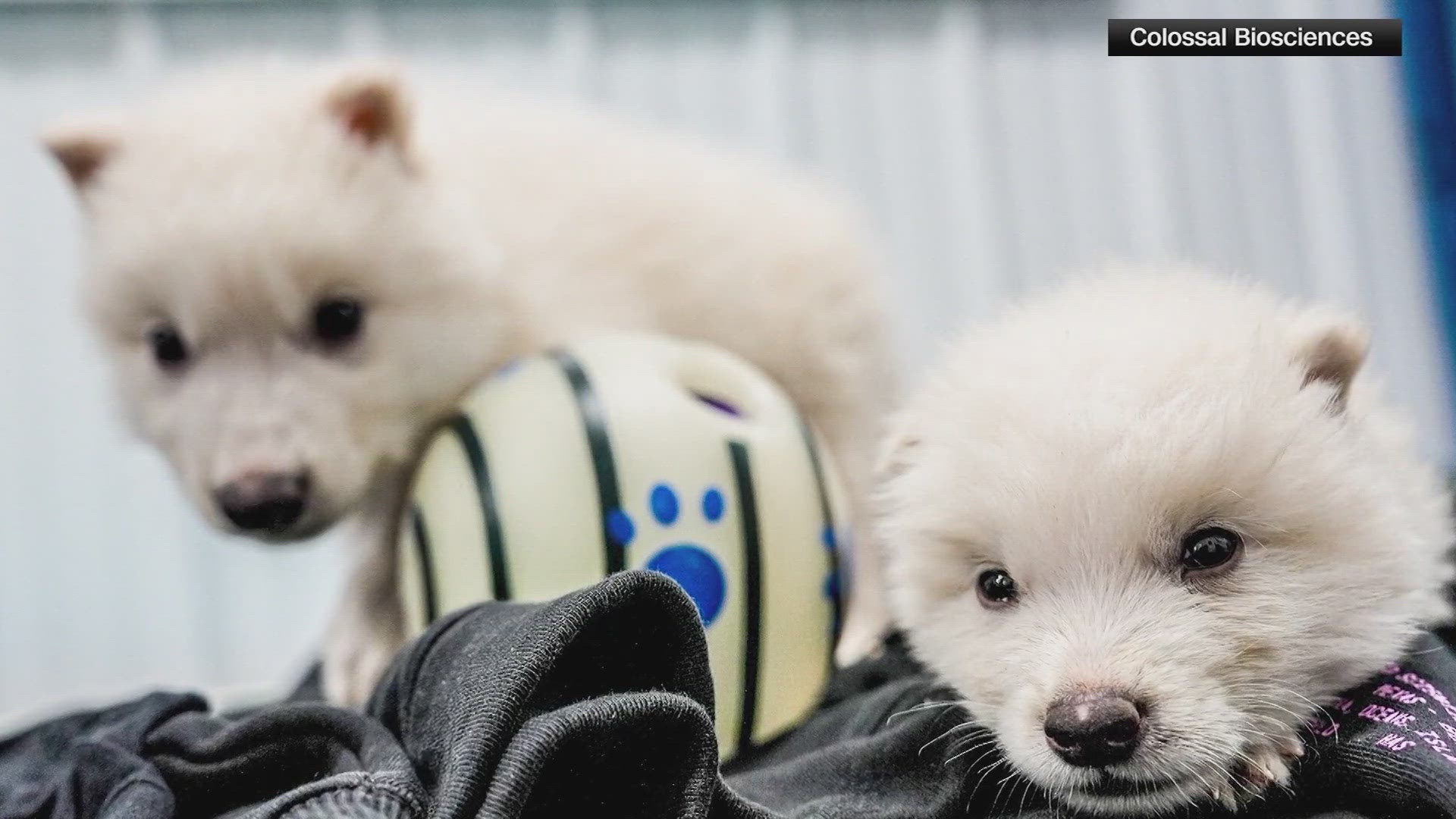 Texas-based research company brings the dire wolf back to life after ...