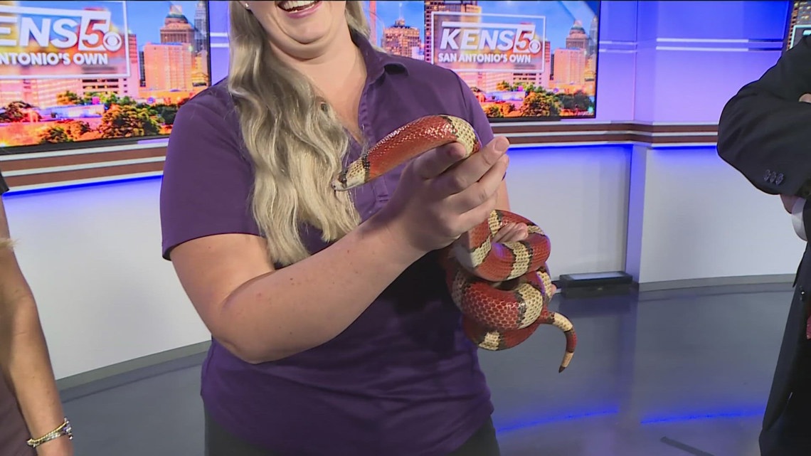 San Antonio Zoo live in-studio with Suki the Honduran milk snake ...
