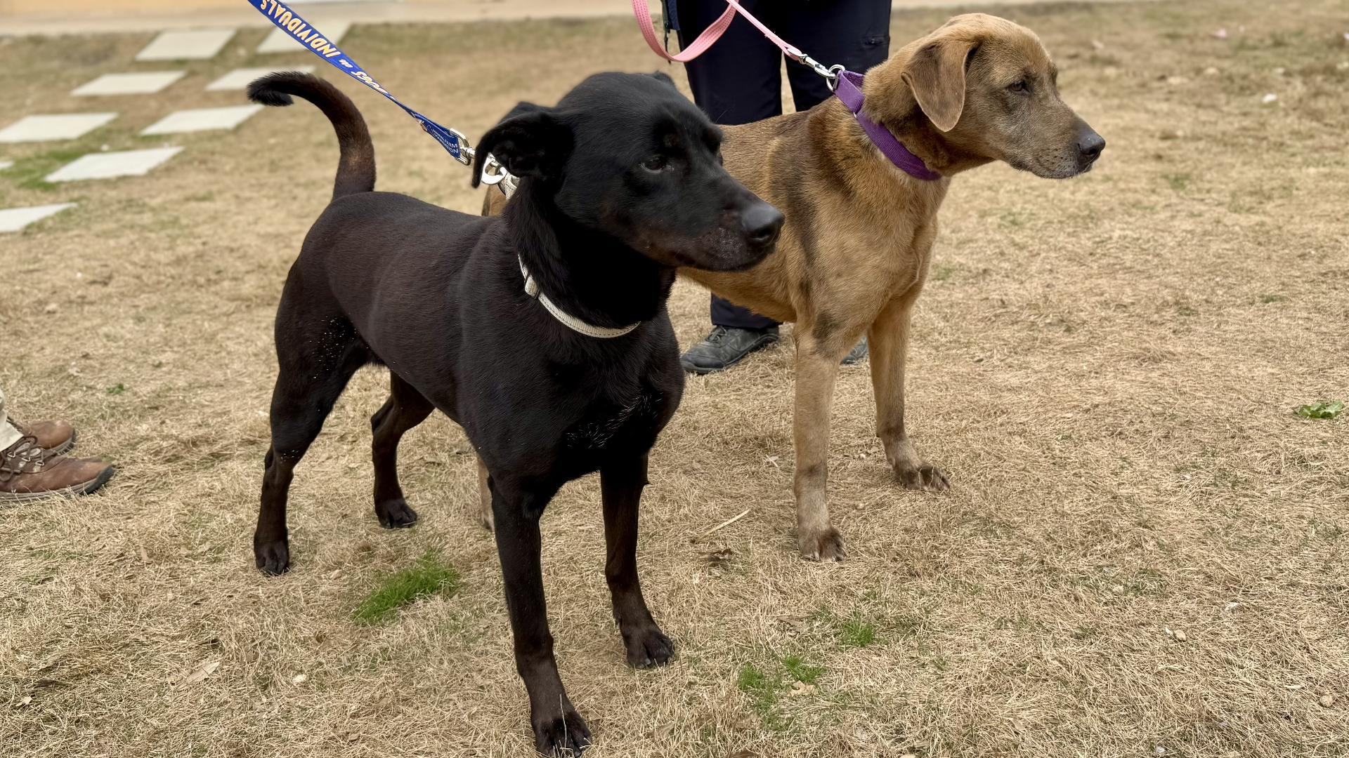 Bonded pair of dogs looking for loving home | Forgotten Friends | kens5.com