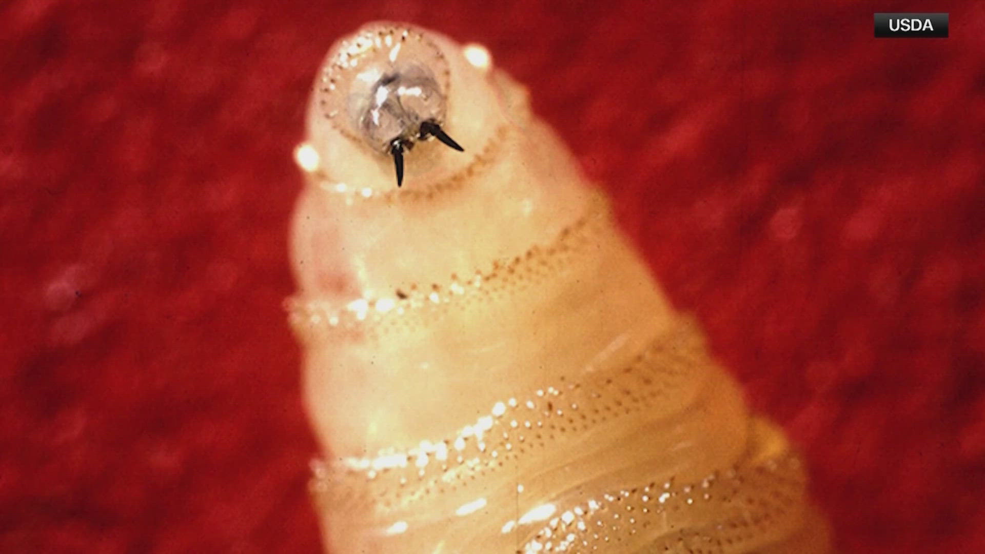 Fight against New World screwworm getting a high-tech upgrade | kens5.com