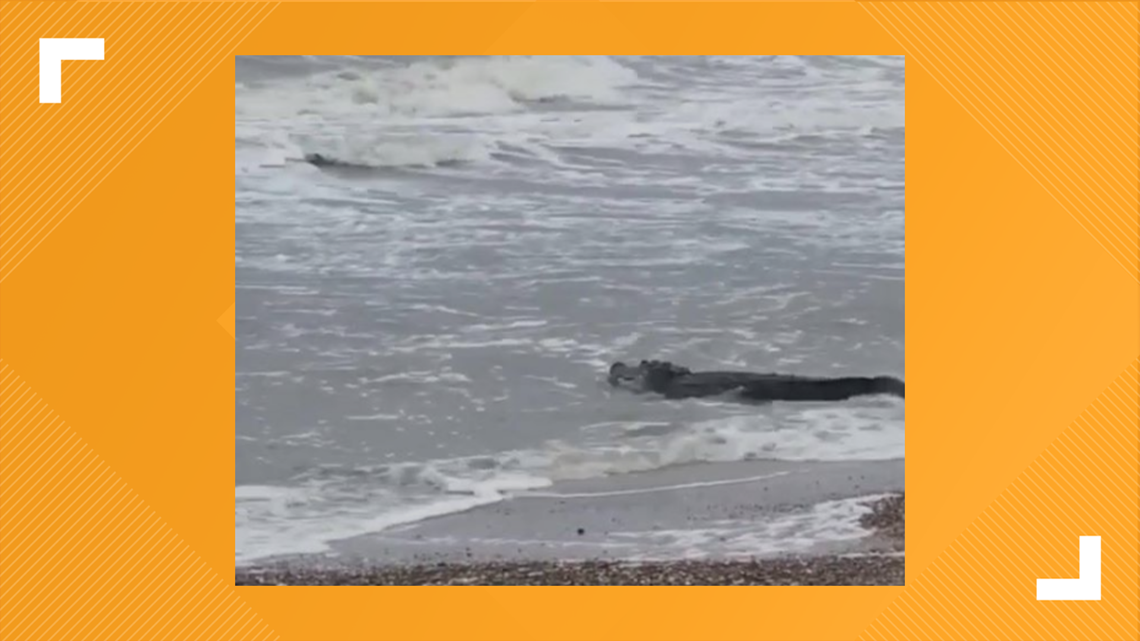 Video shows alligator relaxing on a Texas beach | kens5.com