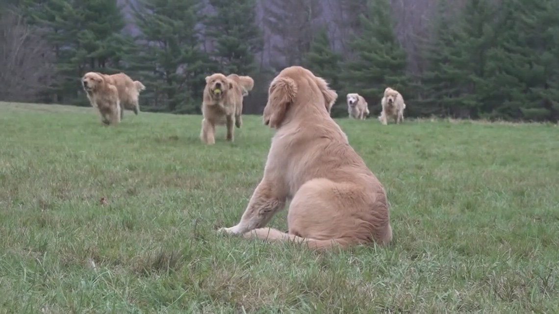 Filmmakers looking for next 'Air Bud' dog, open casting calls for ...