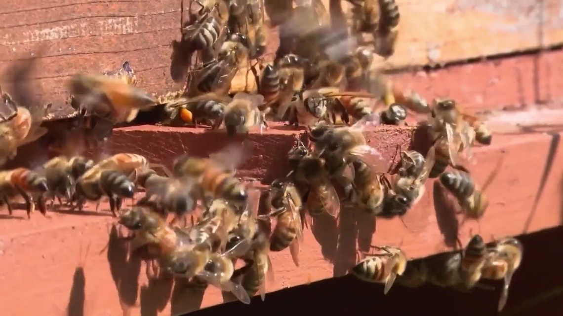 New program aims to roll out red carpet for bees | kens5.com