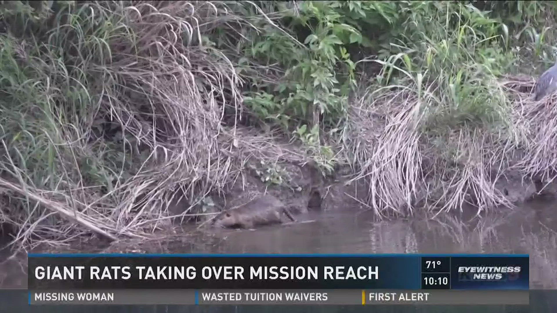 River authority sets traps to capture environment-destroying nutria ...