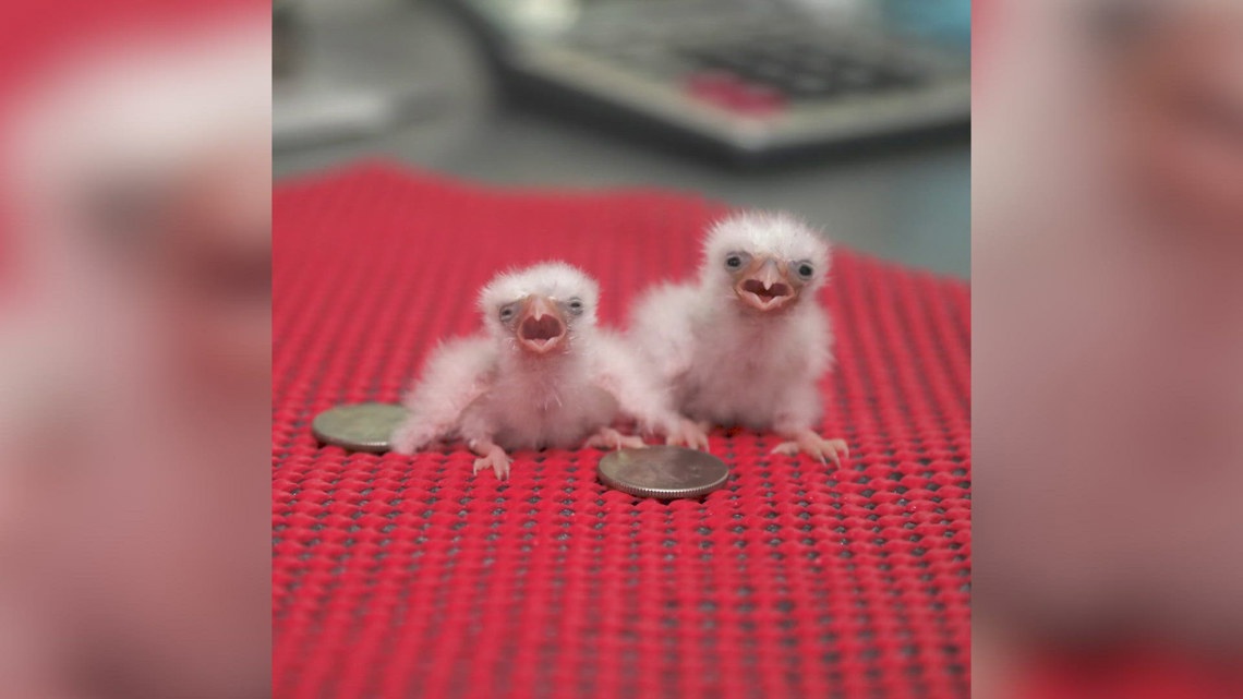Zoo announces births of two pygmy falcon chicks! | kens5.com