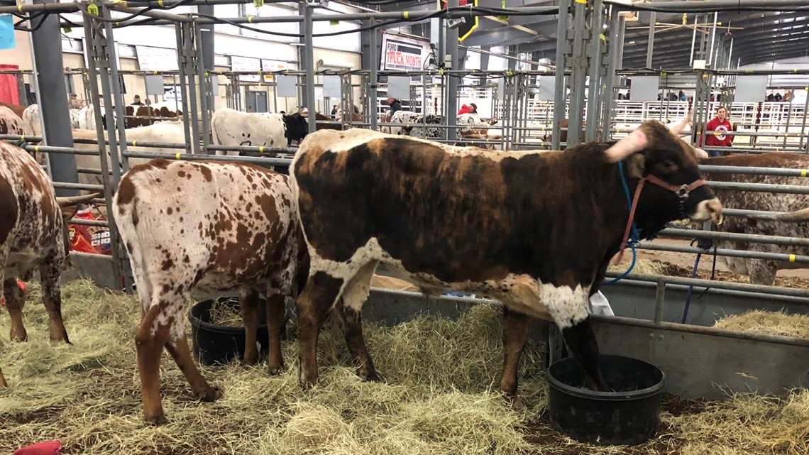 The latest trend in emotional support animals: 'Cow cuddling' | kens5.com