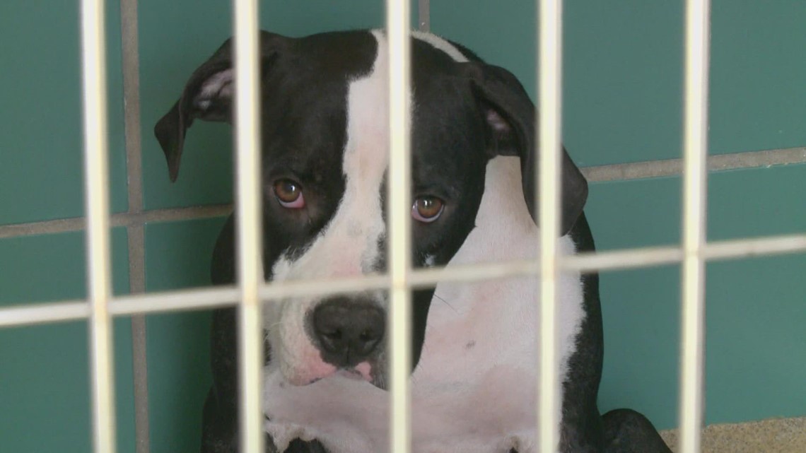 'Code Red' at local animal shelter as many dogs face euthanasia | kens5.com