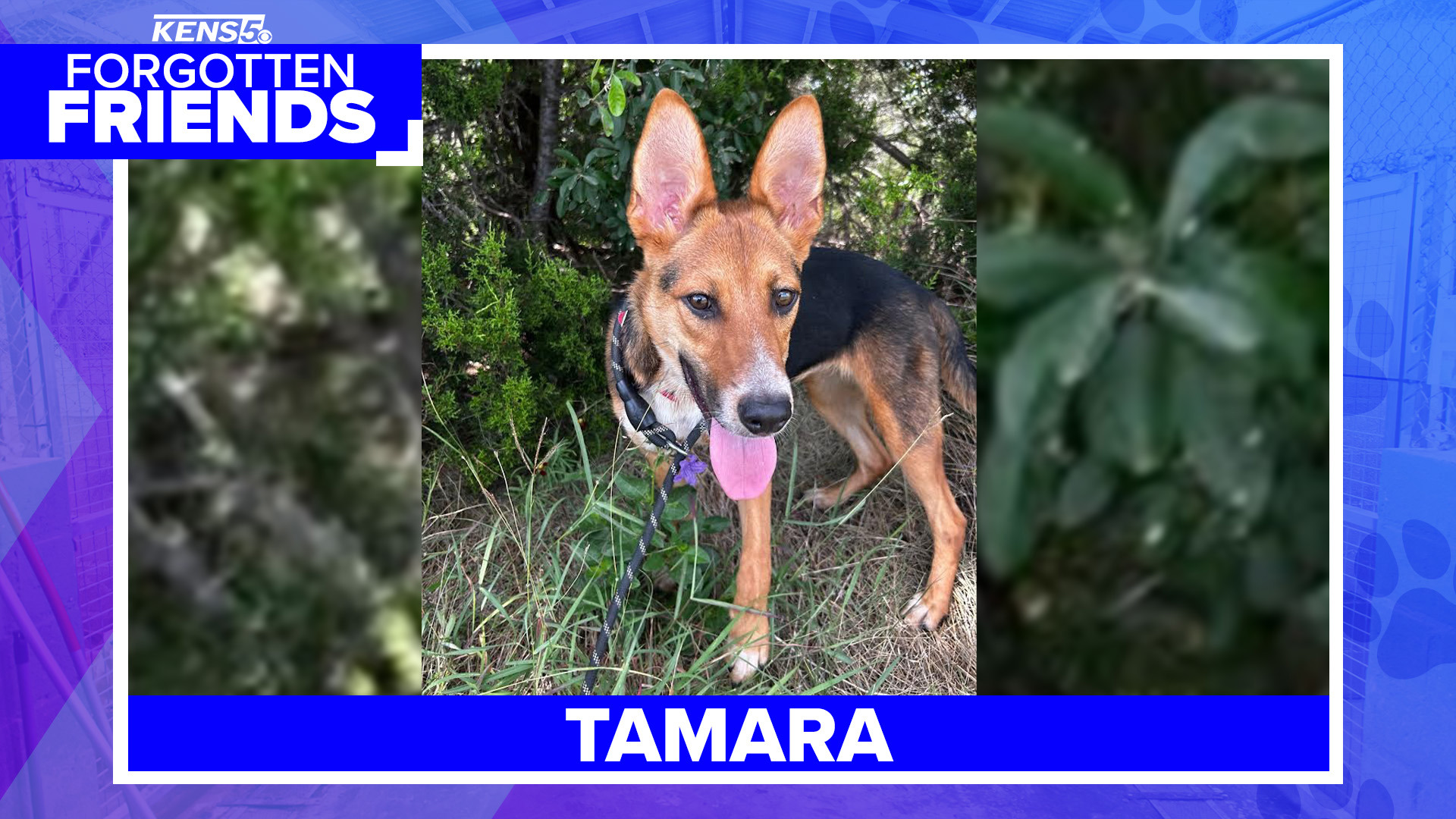 San Antonio's Leading Local News: Weather, Traffic, Sports and more ...