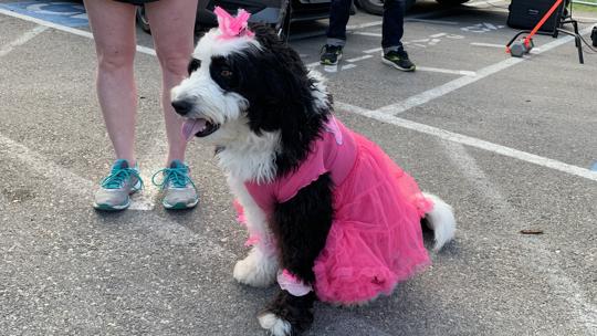 Join the 2025 Fiesta Pooch Parade in San Antonio | kens5.com