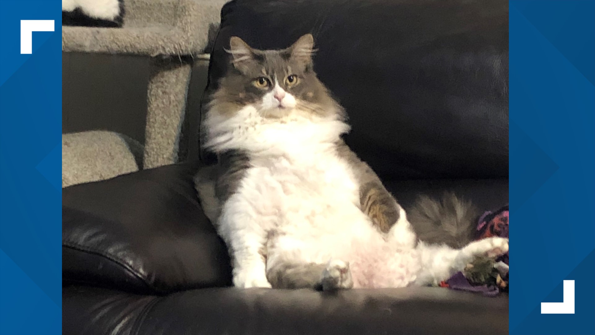 Owner looking for 30-pound cat missing in Gruene | kens5.com