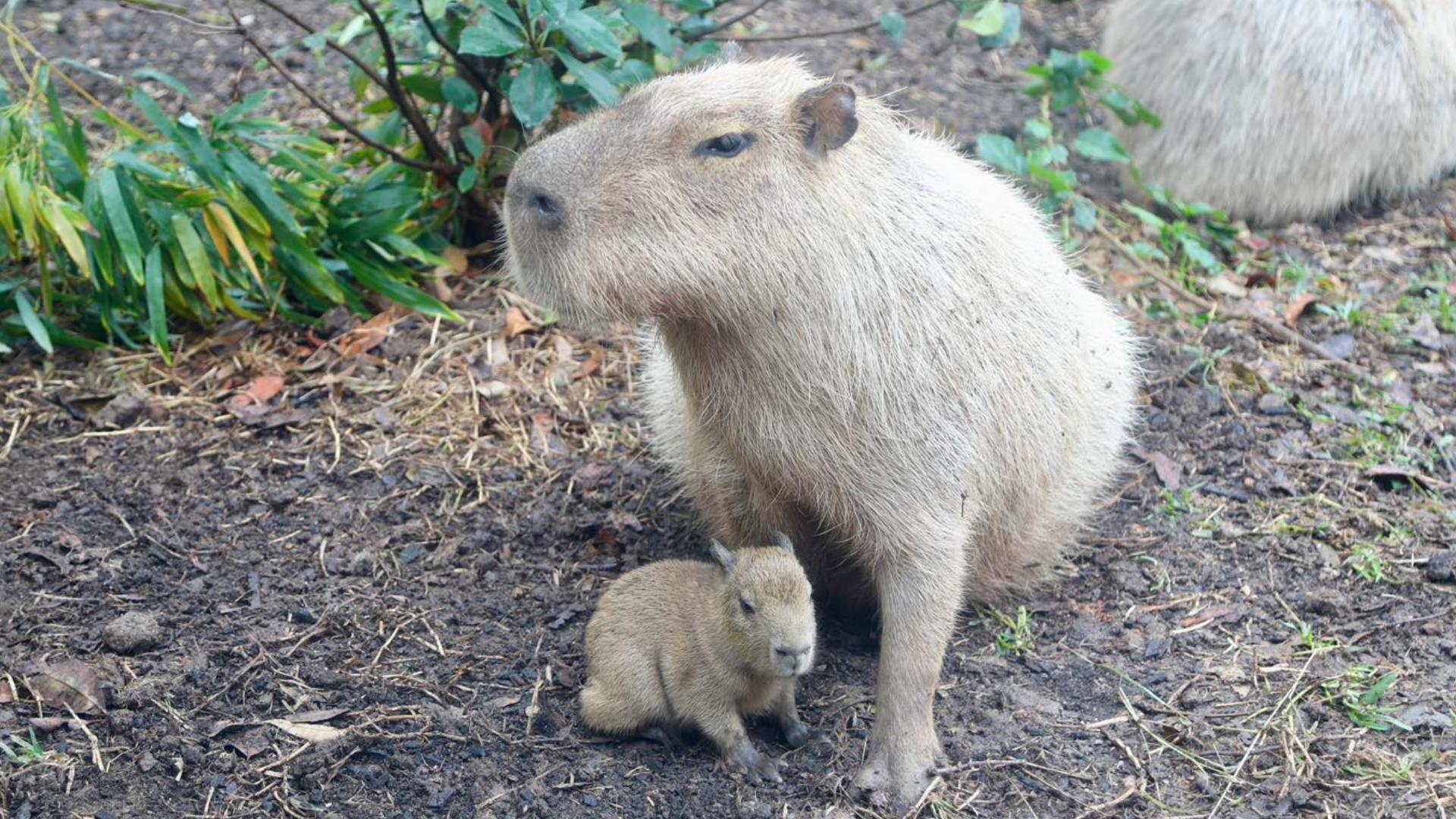 San Antonio Zoo's baby capybara, TupI! | kens5.com