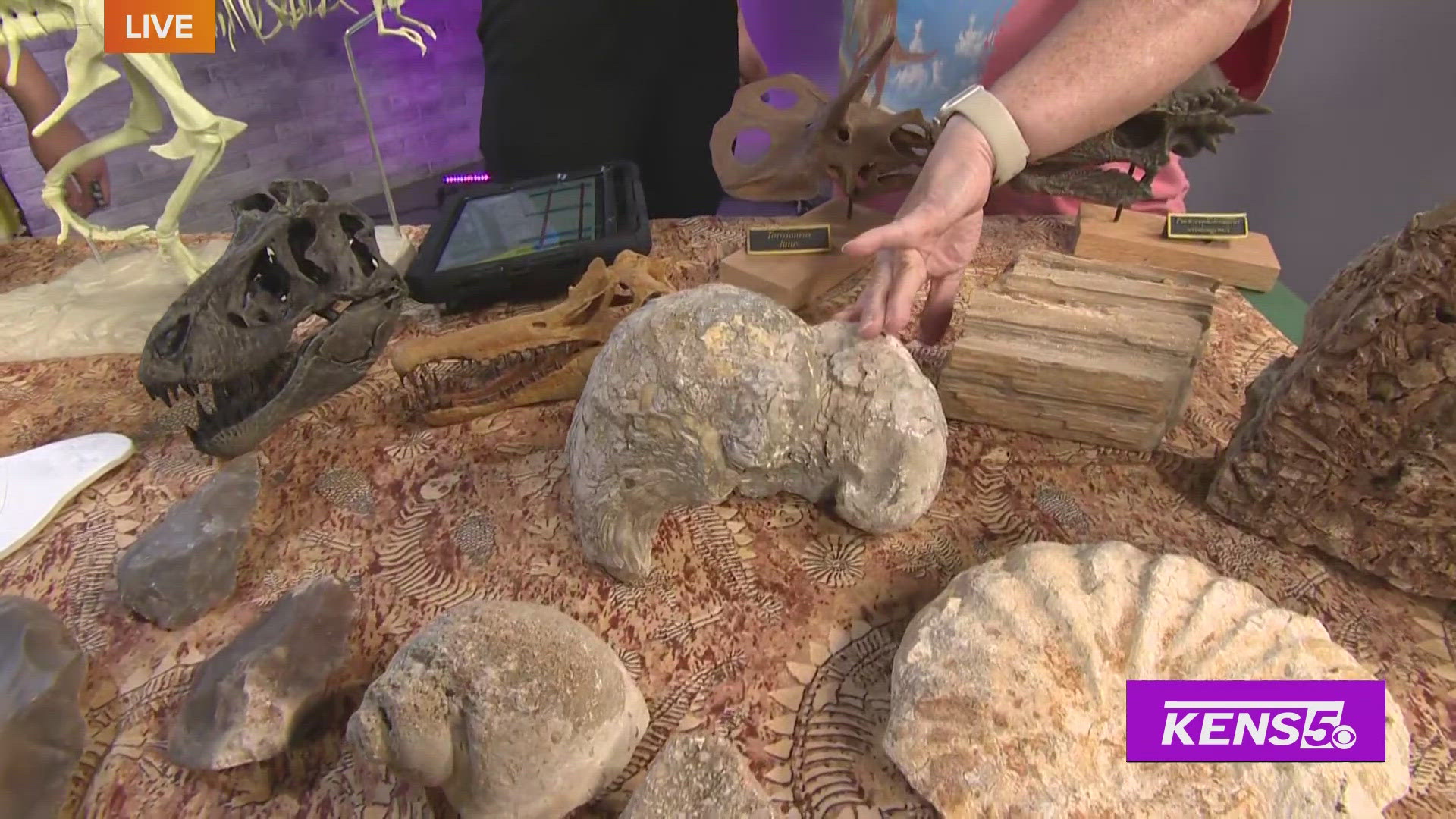 Science Mill Dino Discovery | Great Day SA | kens5.com