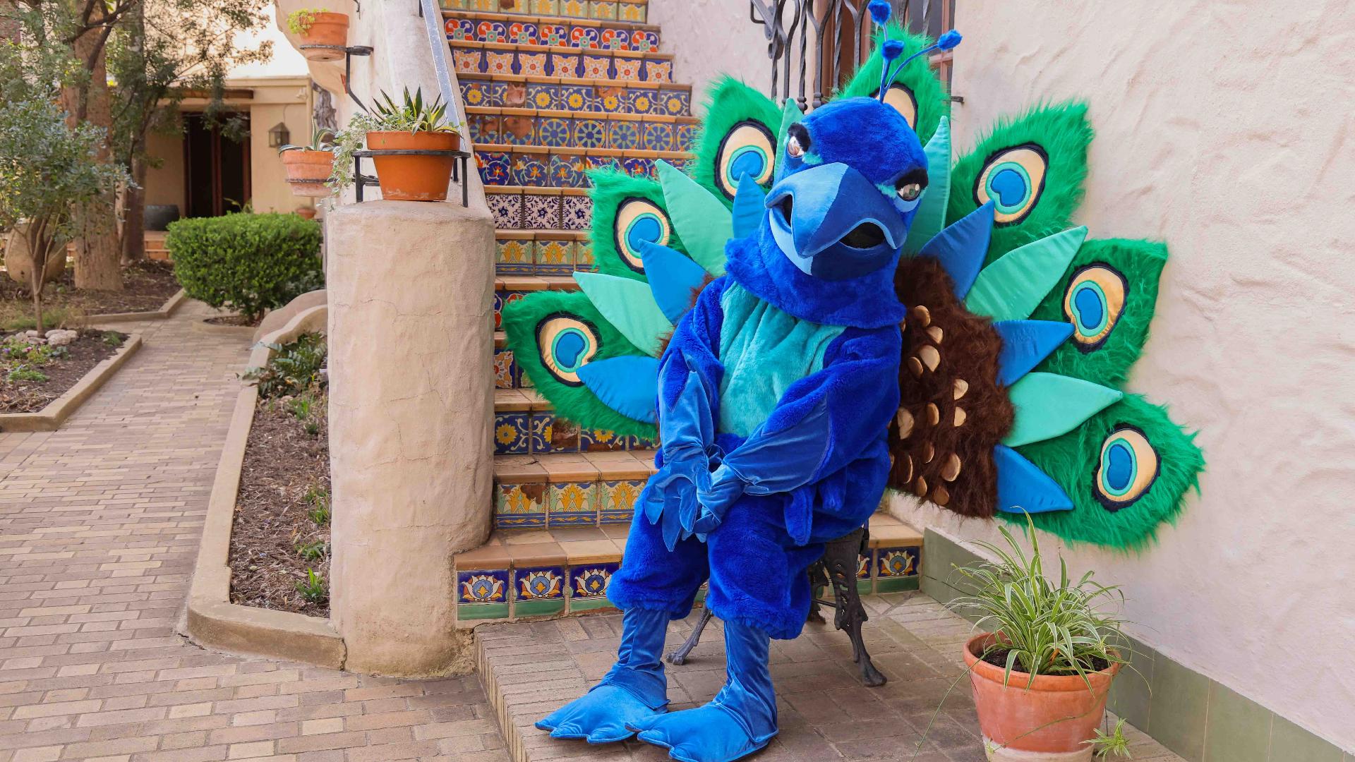 Meet Jesse the Peacock, McNay Art Museum's new mascot | kens5.com