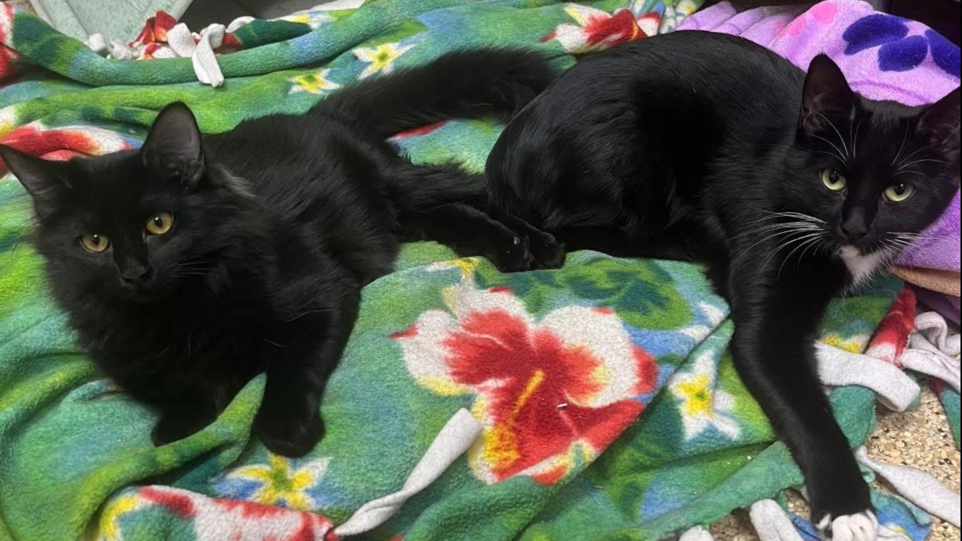 Adopt Trixie and Pixie from Kerrville shelter | Forgotten Friends ...