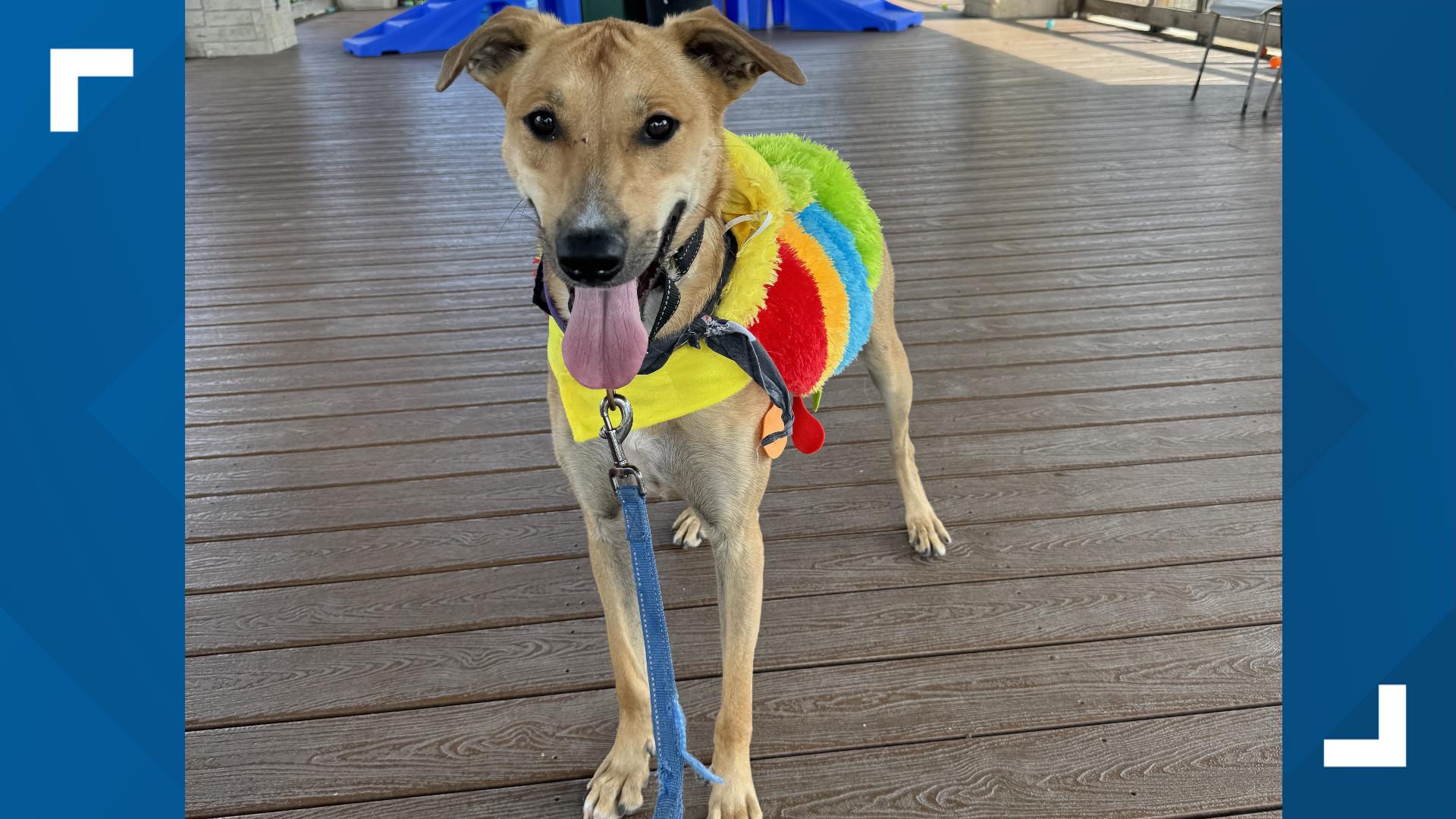 George Strait has waited for his own home for 484 days | kens5.com