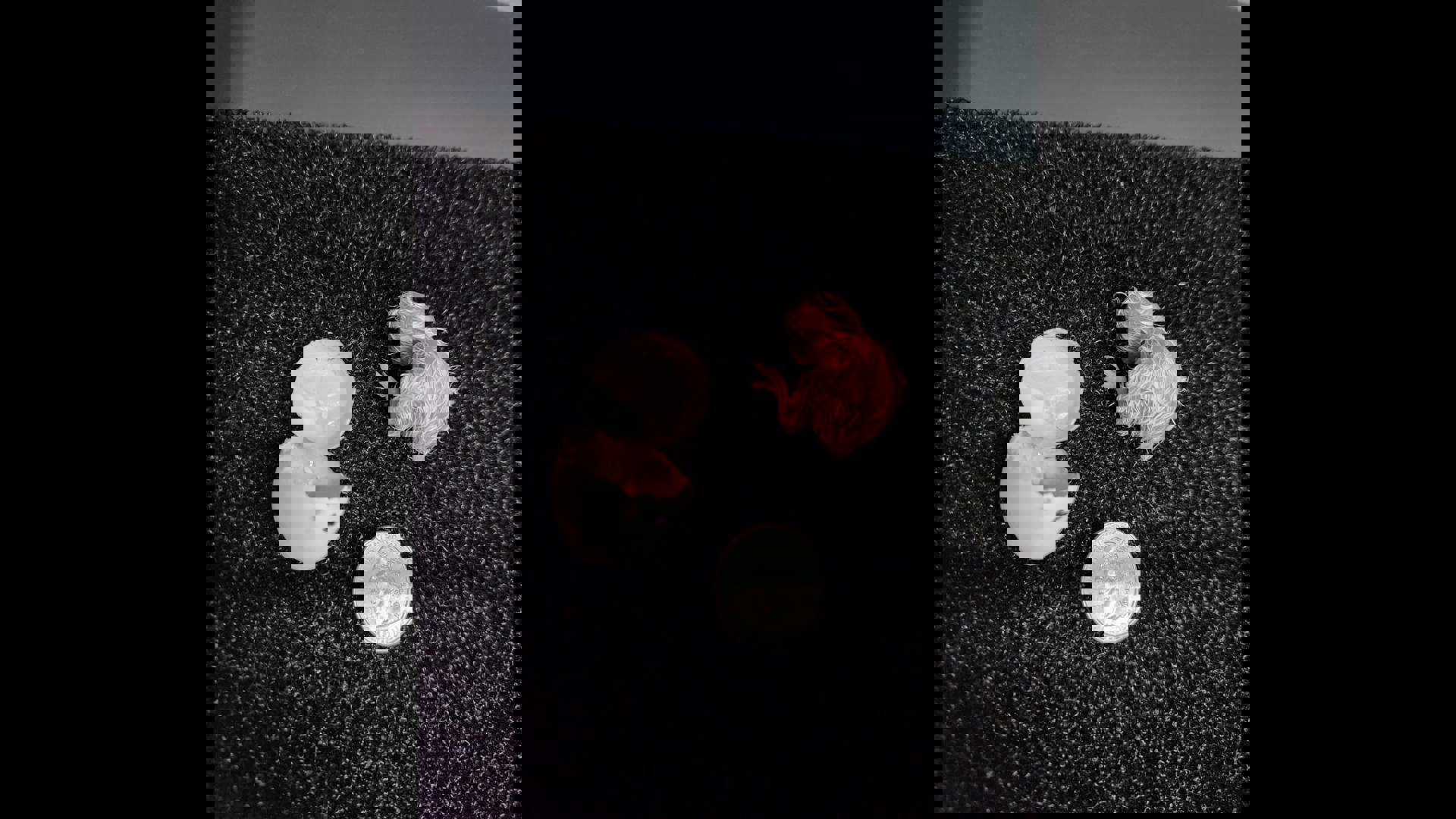 San Antonio Zoo welcomes record-breaking pygmy falcon chick | kens5.com