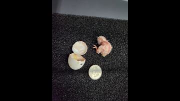 San Antonio Zoo welcomes record-breaking pygmy falcon chick | kens5.com