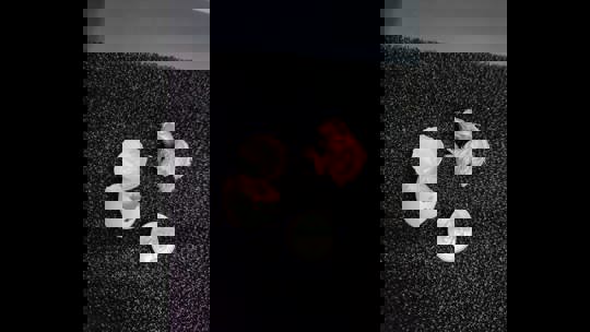 San Antonio Zoo welcomes record-breaking pygmy falcon chick | kens5.com