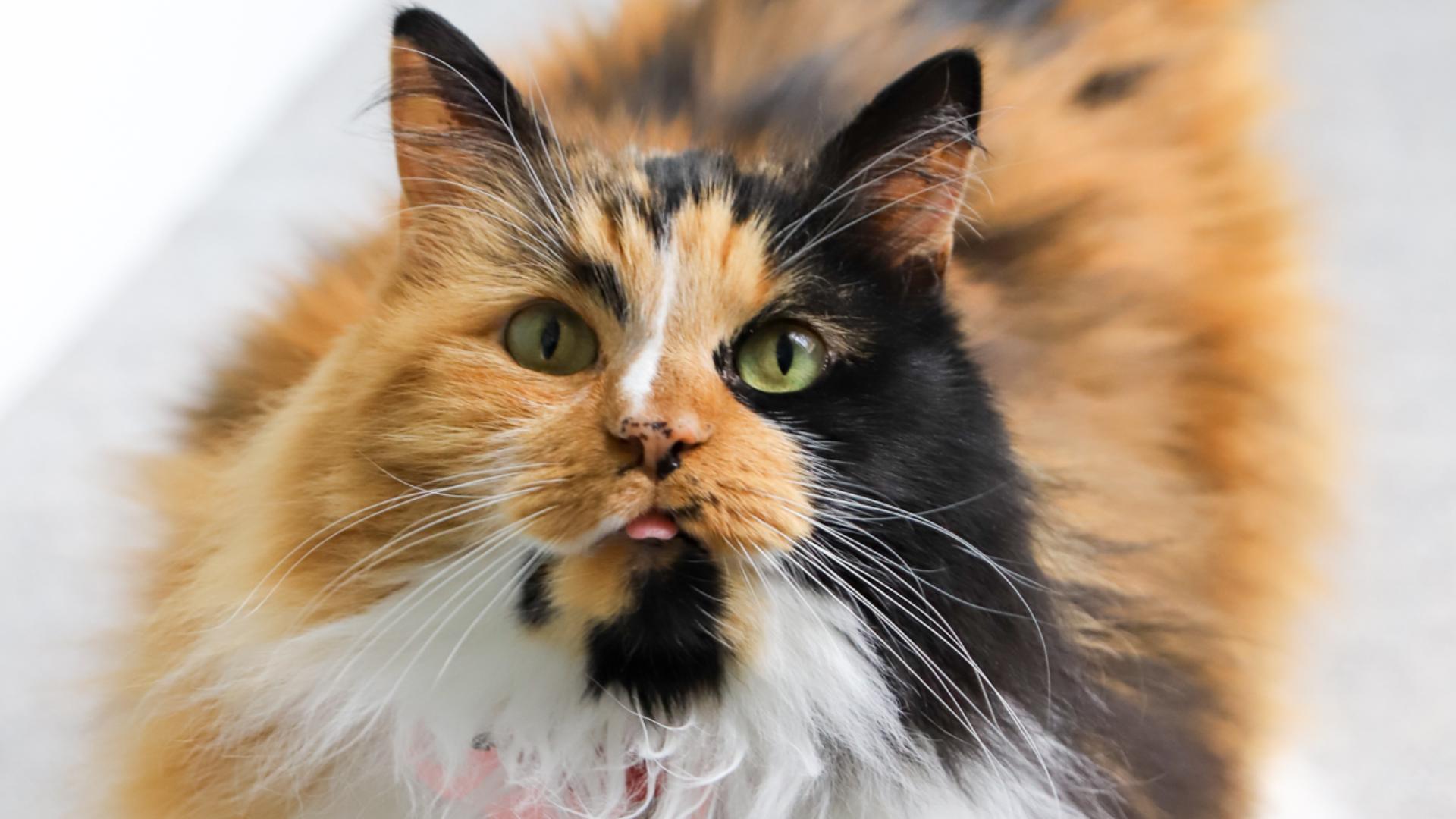 Celebrate Alamo Cat Bella's 10th Birthday with Fiesta Medal | kens5.com