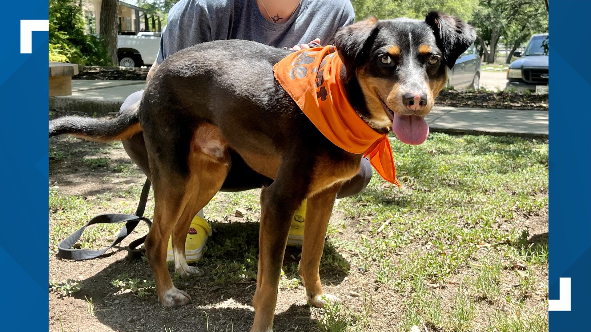 Help Neo, a 2-year-old dog, find his loving forever home | kens5.com