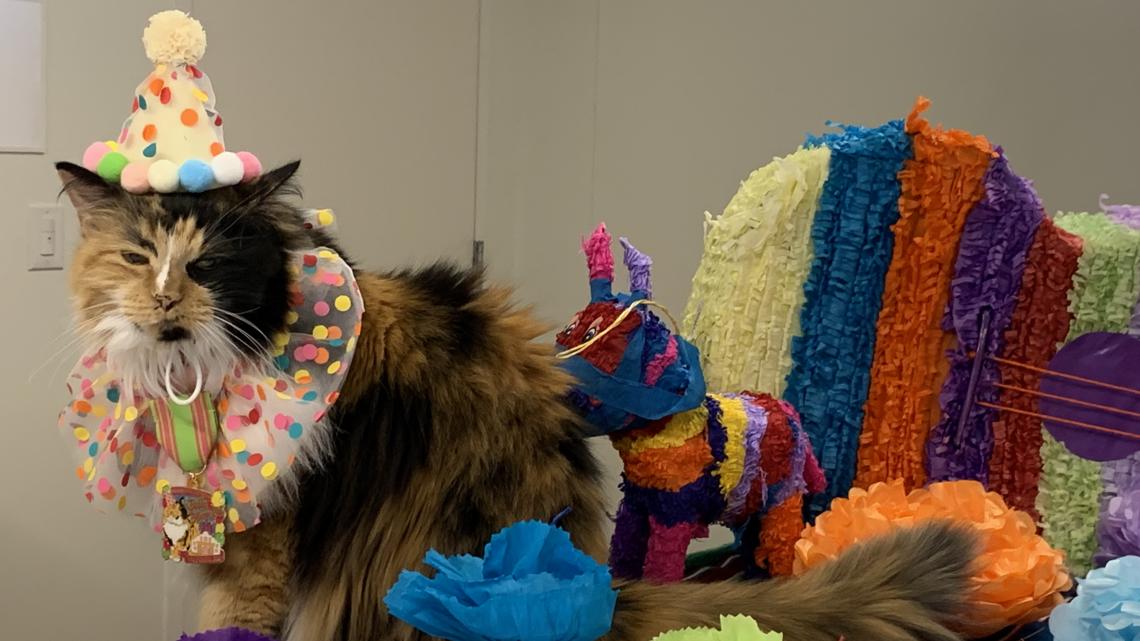 Celebrate Alamo Cat Bella's 10th Birthday with Fiesta Medal | kens5.com