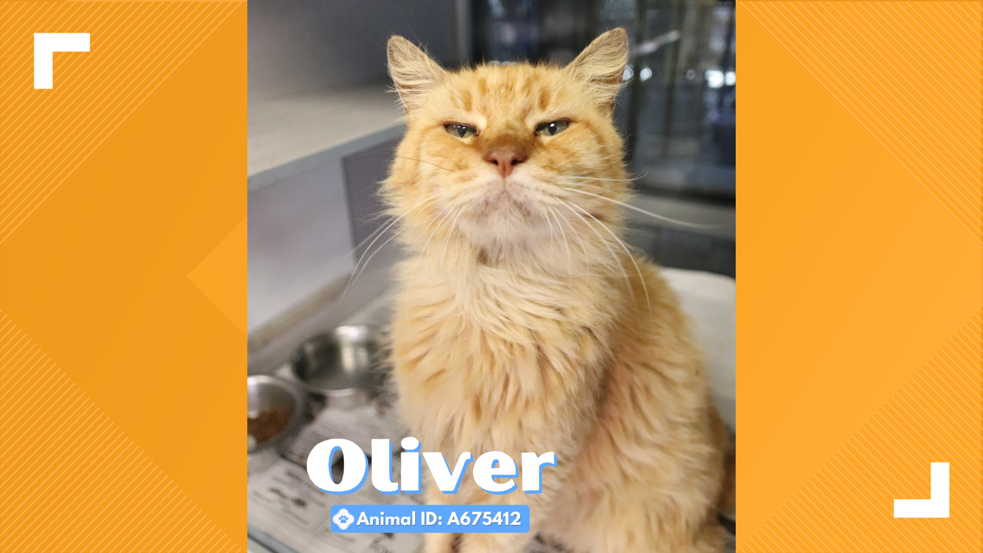 Ginger kitty whose owner died needs loving home | kens5.com