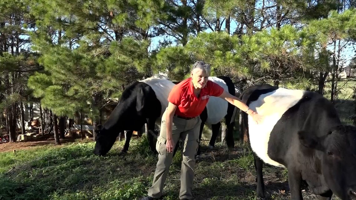 'We let our cows up here' | South Texas couple describe their ...