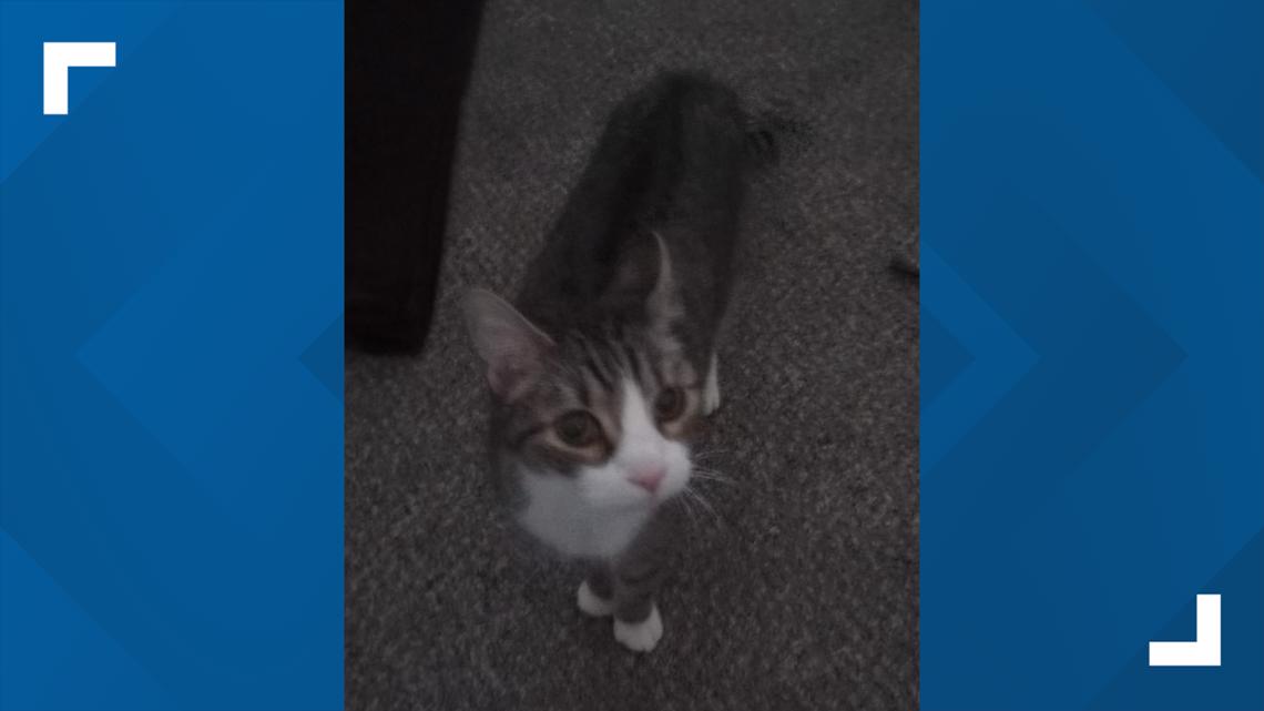 15-year-old tabby cat dumped at shelter needs home | kens5.com