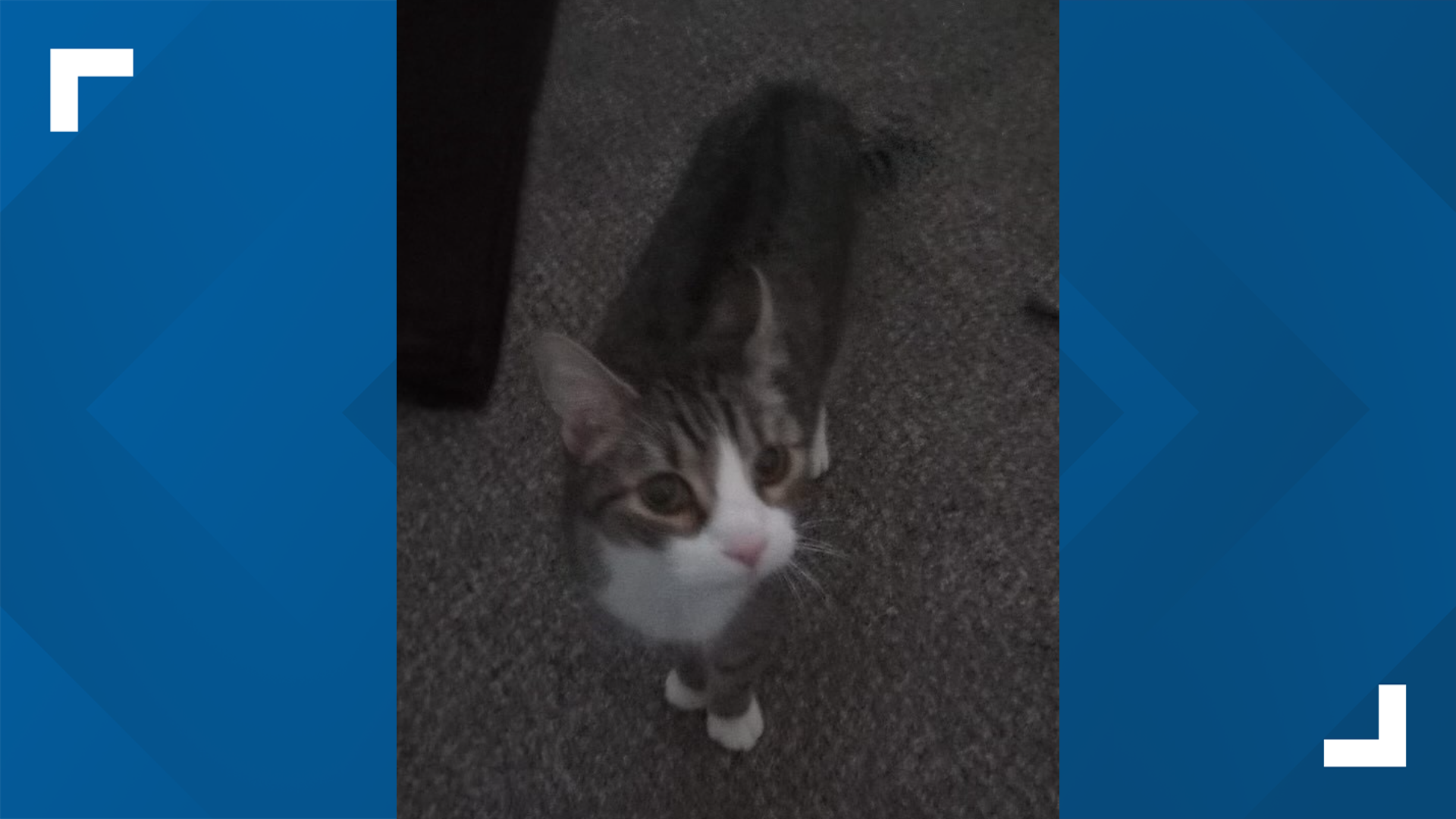 15-year-old tabby cat dumped at shelter needs home | kens5.com
