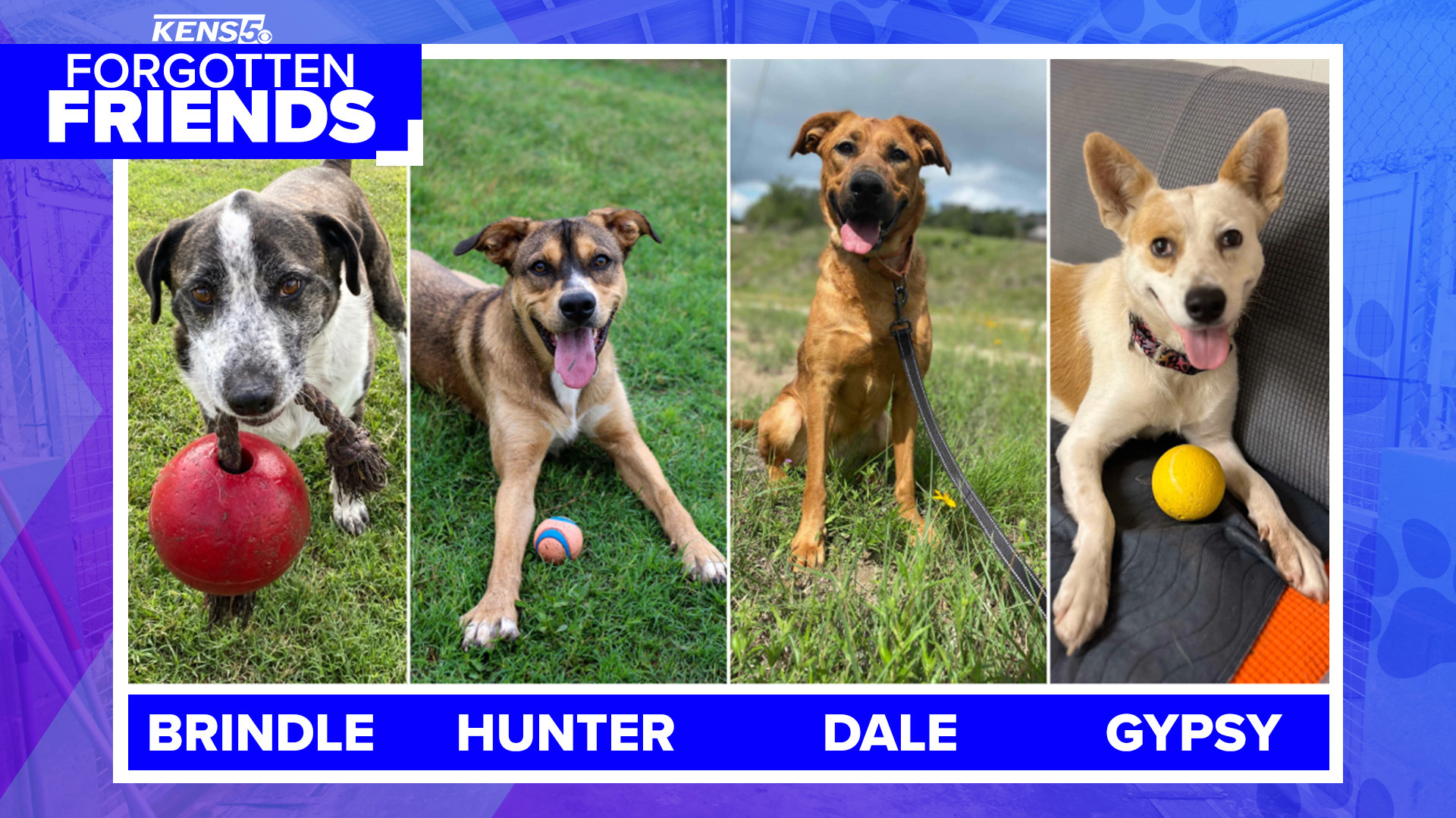 Fab four from Kerrville are still waiting for their forever homes ...