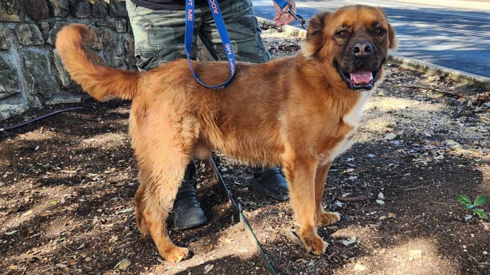 Buster Brown brought to shelter over two years ago | kens5.com