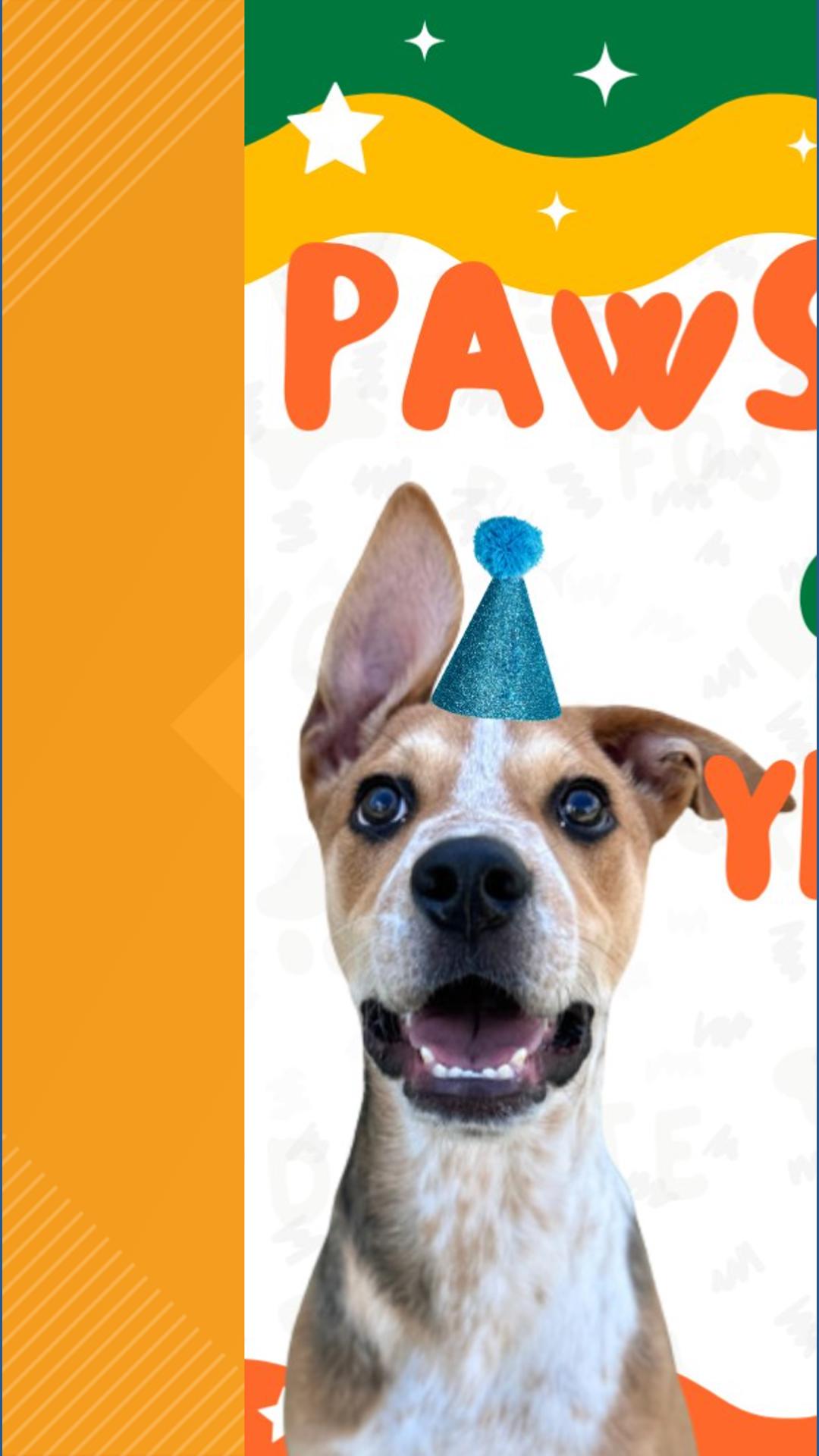 Animal Defense League offers free adoptions for 91st anniversary ...