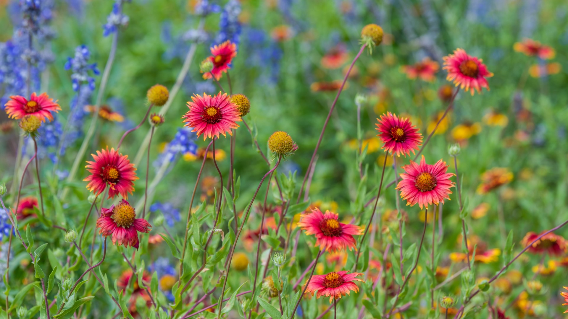 SAWS 'Spring Bloom' event canceled for this Saturday | kens5.com
