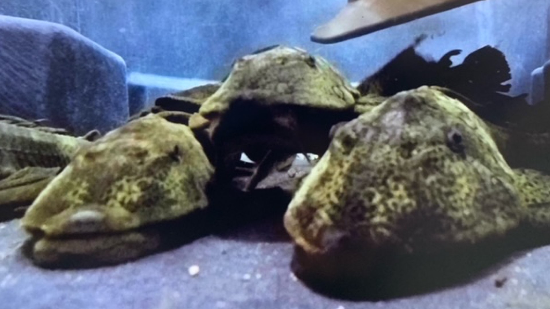 Invasive fish destroying life in Texas rivers and waterways | kens5.com