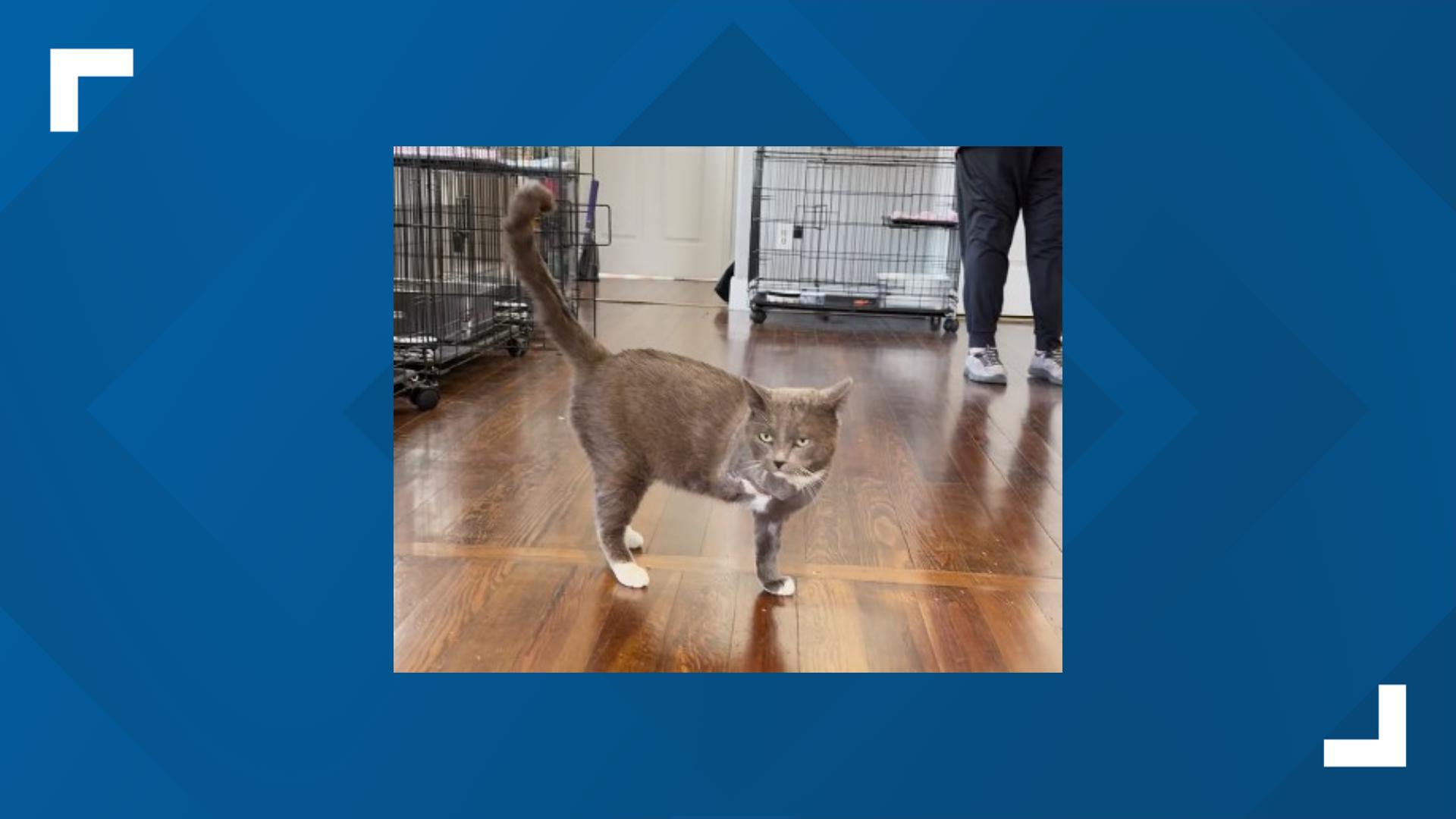 Tripod cat named Bubba seeks lap to curl up on | Forgotten Friends ...