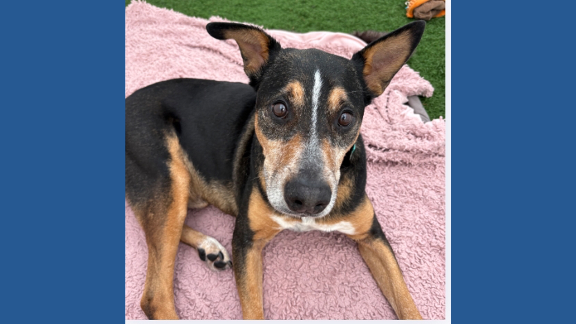 Mixed breed dog named Bandit has never had his own home | Forgotten ...