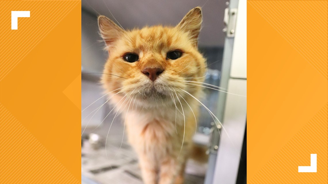 Ginger kitty whose owner died needs loving home | kens5.com