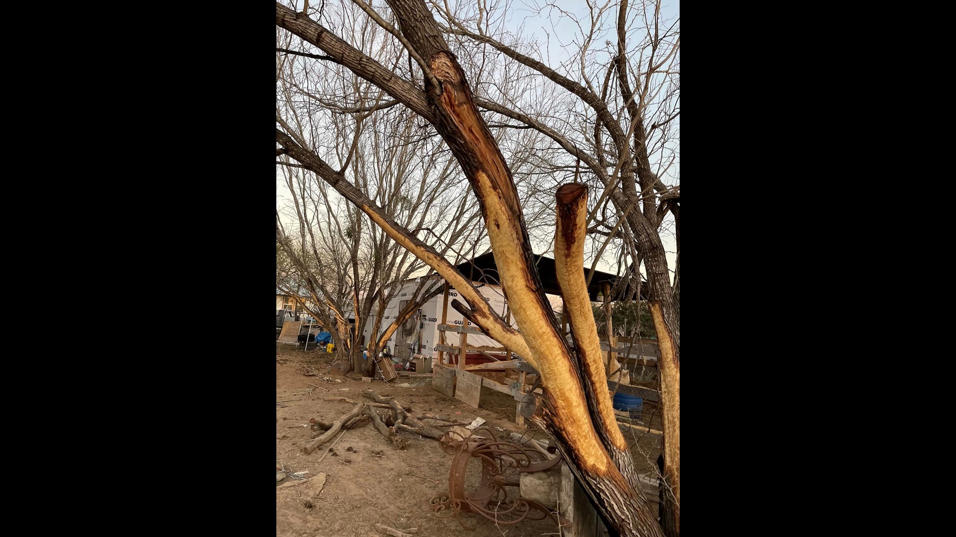 Horses rescued from deplorabel conditions, no food or water | kens5.com