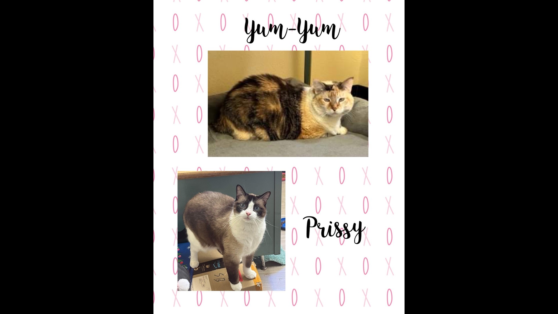 Senior kitties whose owner died needs to be adopted together | kens5.com