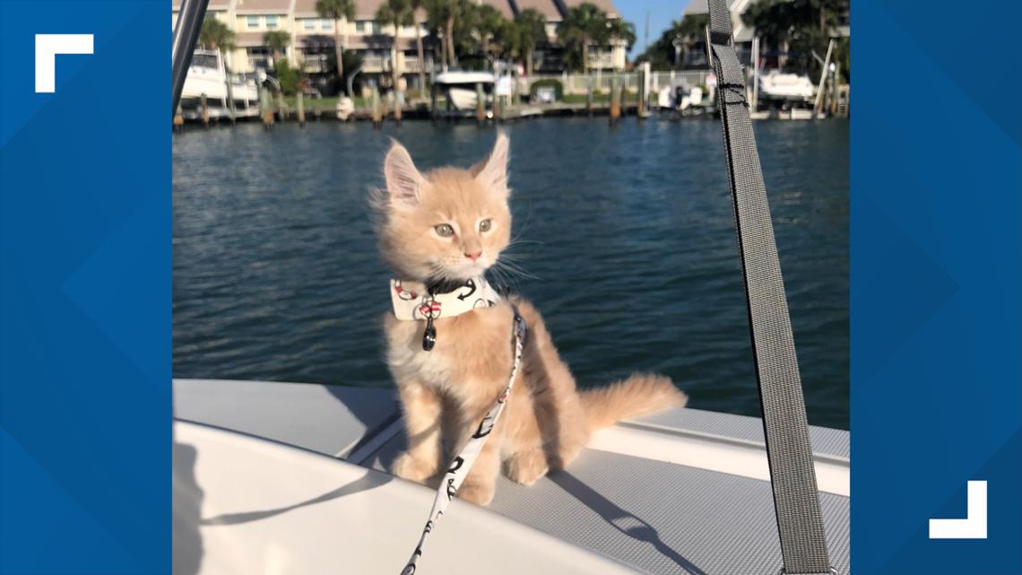 Fisher the Maine Coon and little brother Sailor are water cats | kens5.com