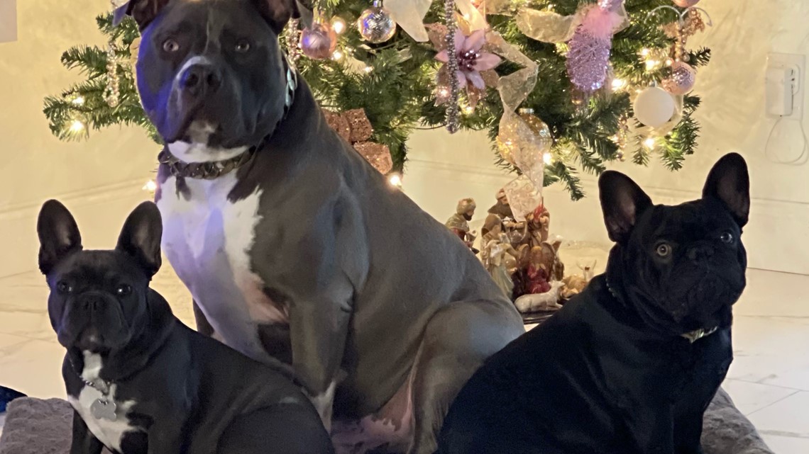 Two emotional support French Bulldogs missing | kens5.com