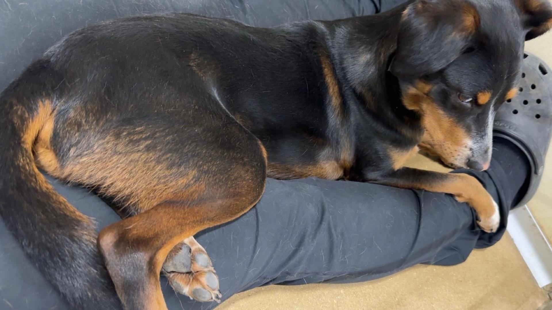 Help Neo, a 2-year-old dog, find his loving forever home | kens5.com