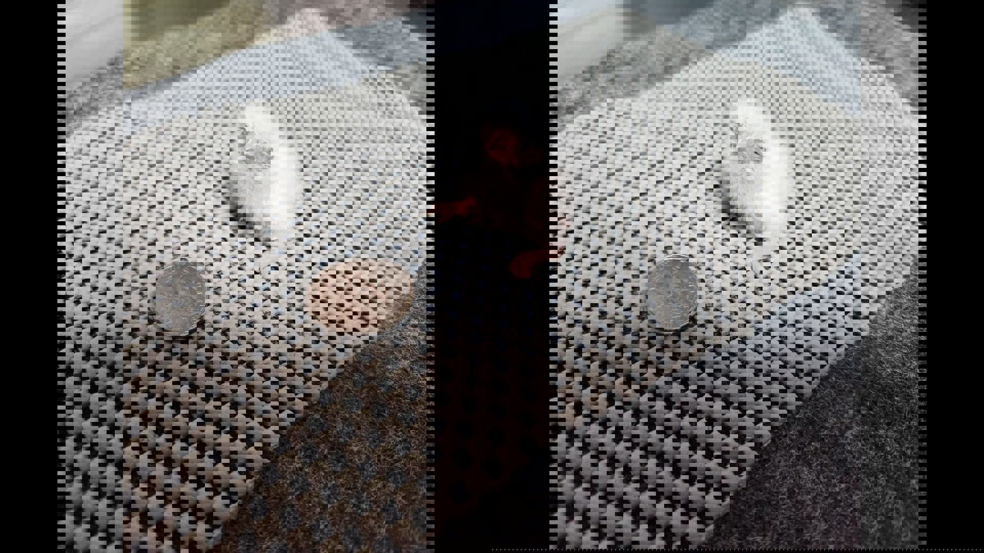 San Antonio Zoo welcomes record-breaking pygmy falcon chick | kens5.com