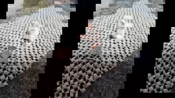 San Antonio Zoo welcomes record-breaking pygmy falcon chick | kens5.com