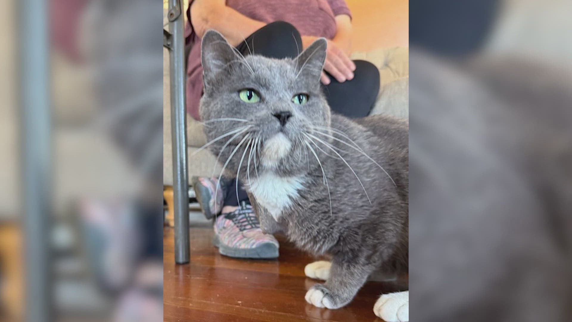 Tripod cat named Bubba seeks lap to curl up on | Forgotten Friends ...