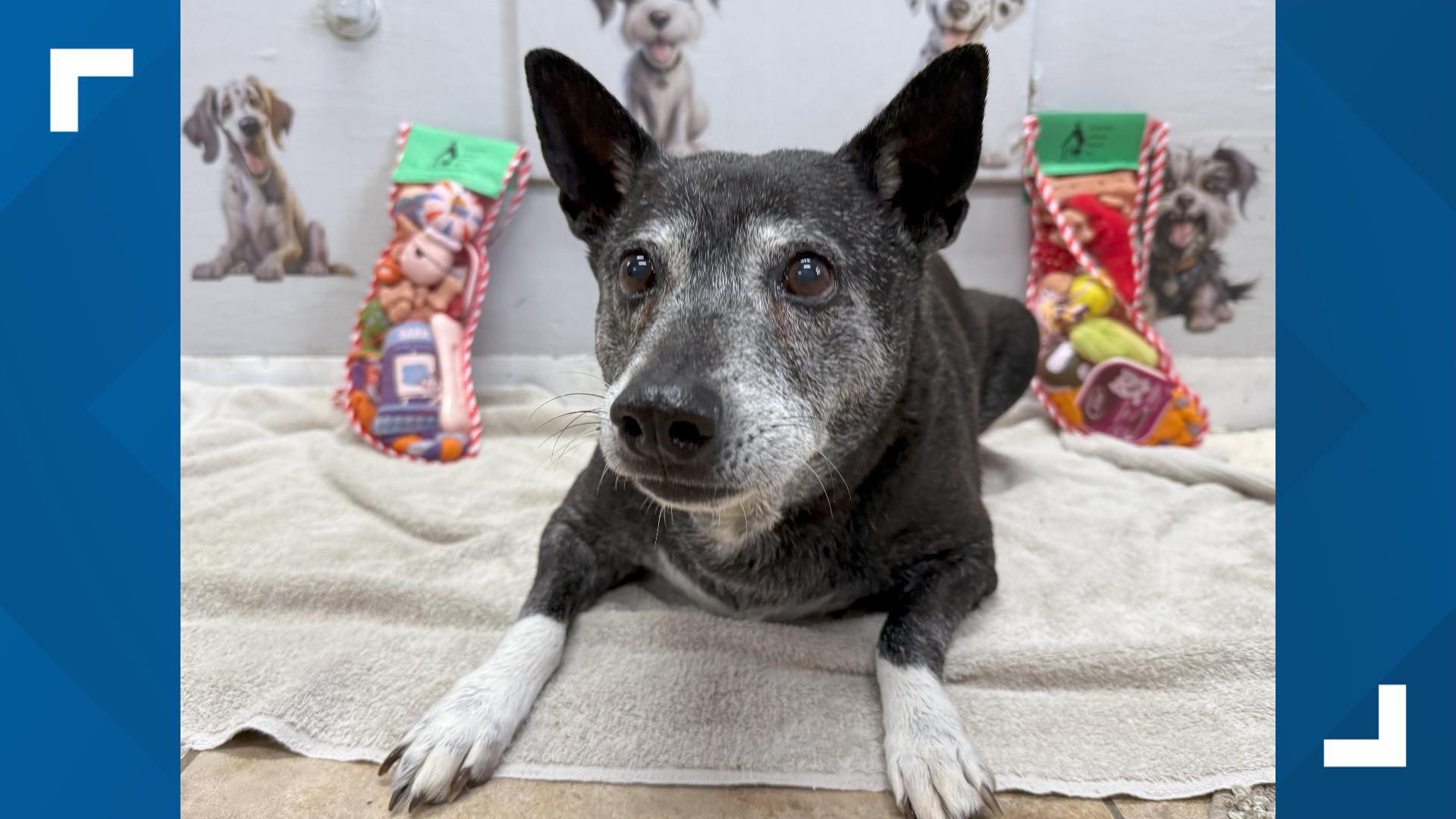 Chow and terrier mix named Jersey has lived at shelter for 10 years ...