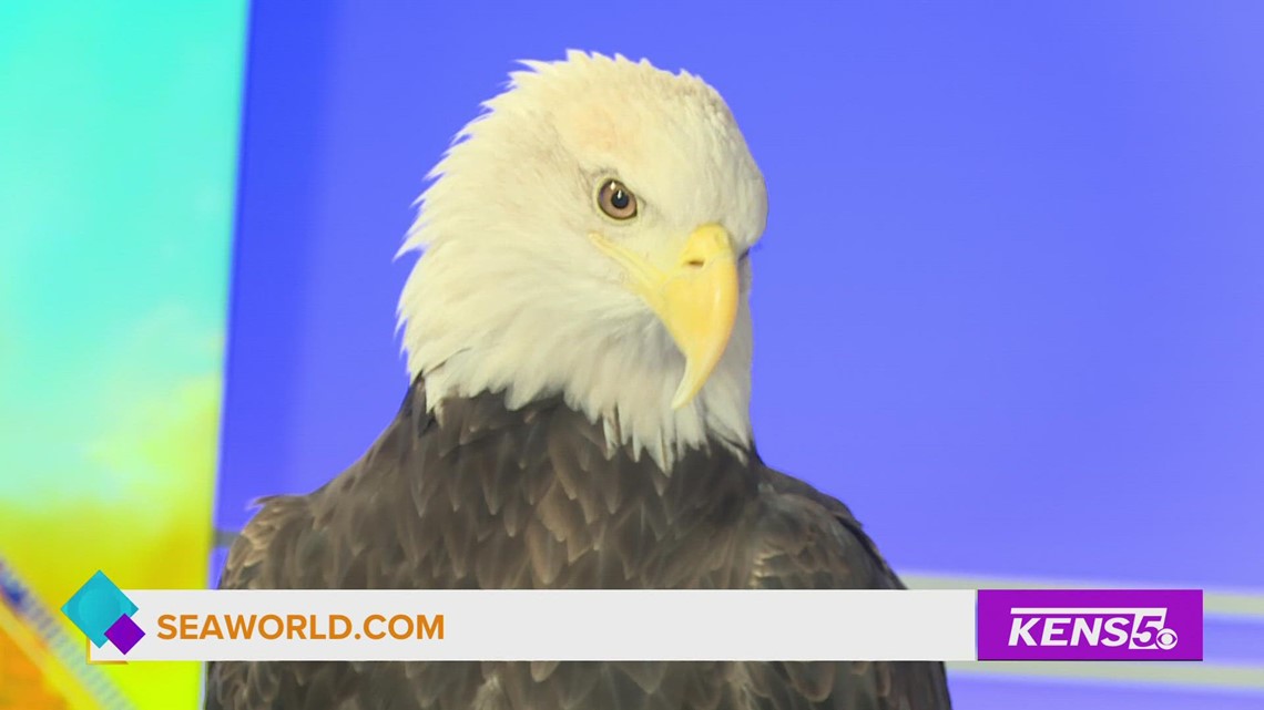 SeaWorld introduces us to some animals that are part of their ...