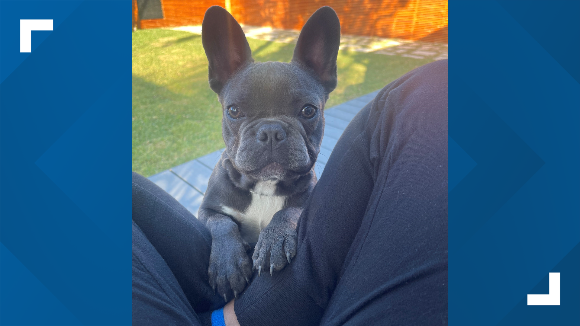 Two emotional support French Bulldogs missing | kens5.com